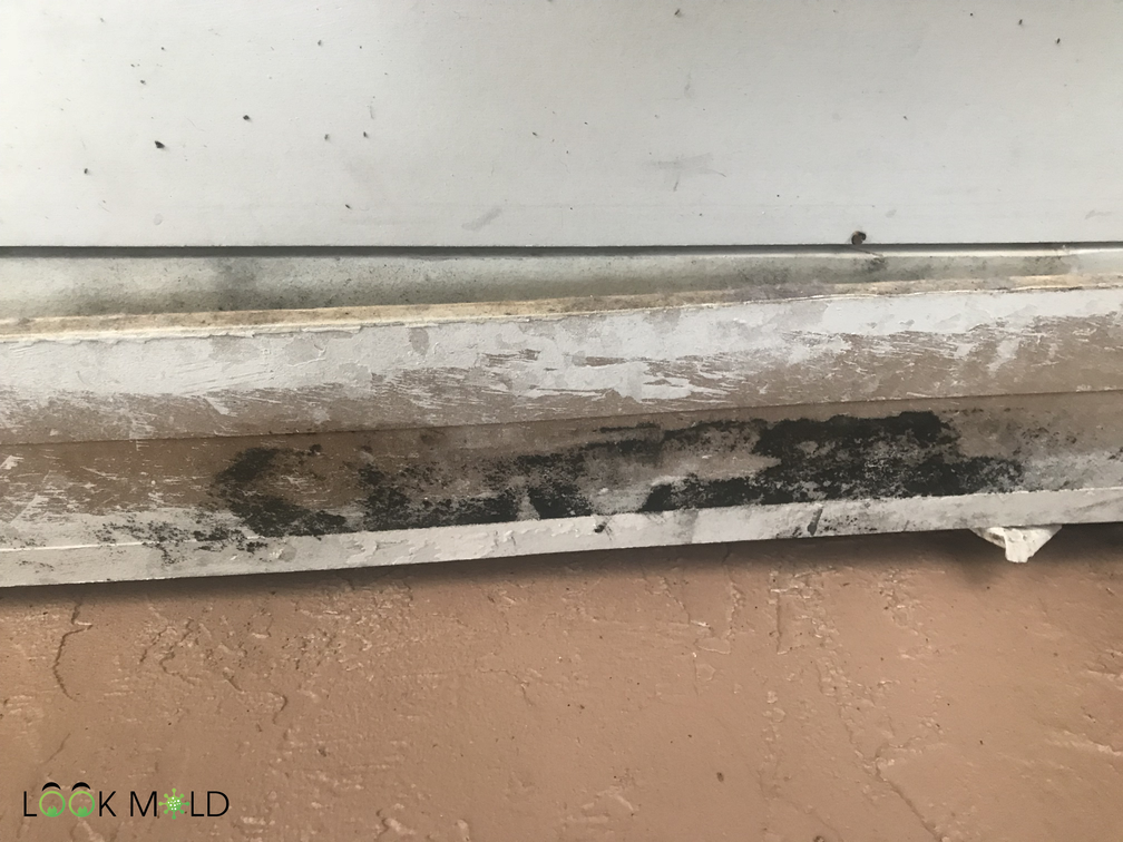 Mold Behind Baseboards - Hidden Mold Often Forgot About