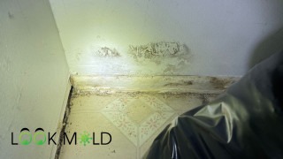 Mold on Drywall: Quick, Safe & Effective Guide to Remediation