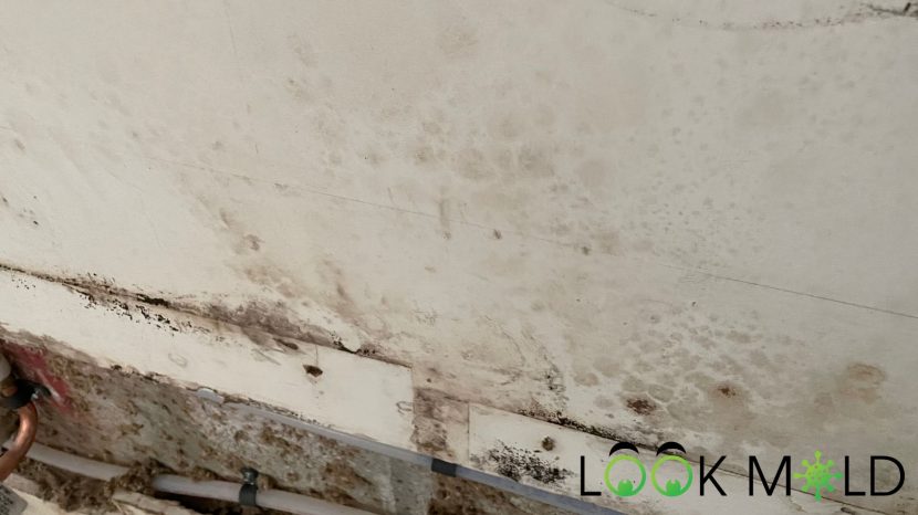 Mold on Drywall: Quick, Safe & Effective Guide to Remediation