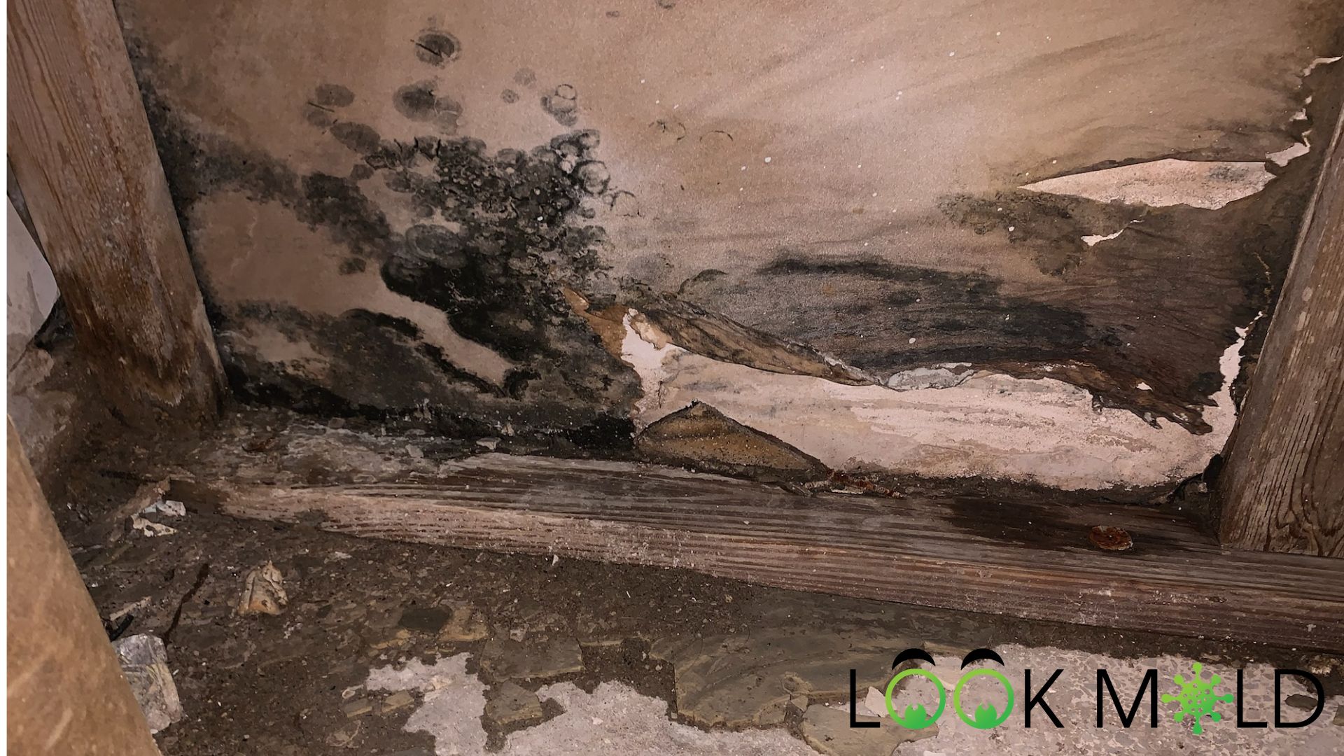 Mold on Drywall: Quick, Safe & Effective Guide to Remediation