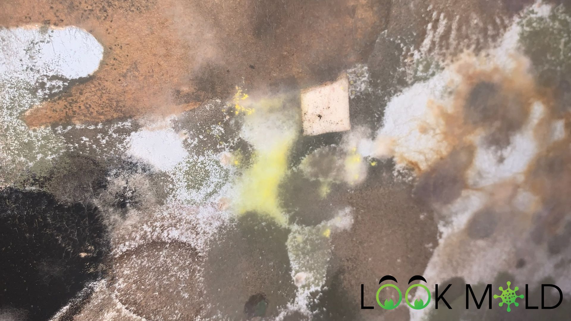Mold on Drywall: Quick, Safe & Effective Guide to Remediation