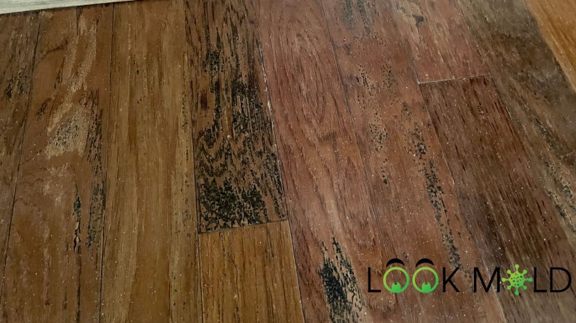 Mold On Floors – Step-by-Step Guide to Identify, Remove & Prevent It