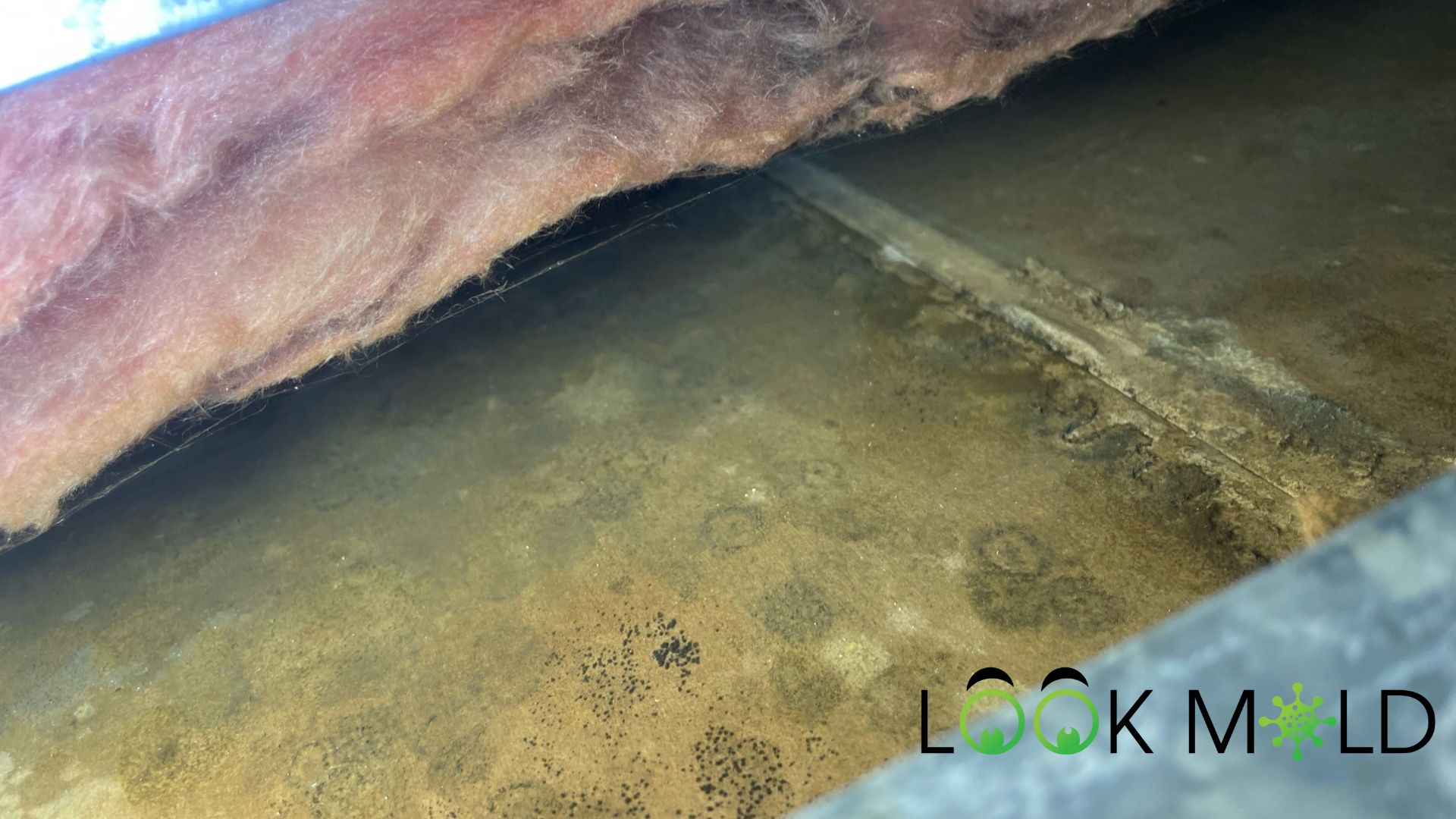 [Solved] What Does Mold Smell Like? Signs You May Have A Problem