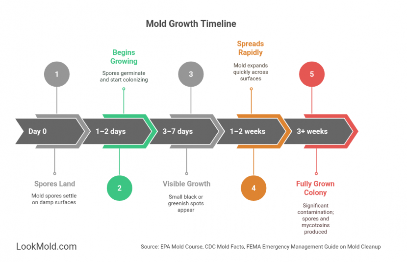 Mold Remediation in Black Mold Type