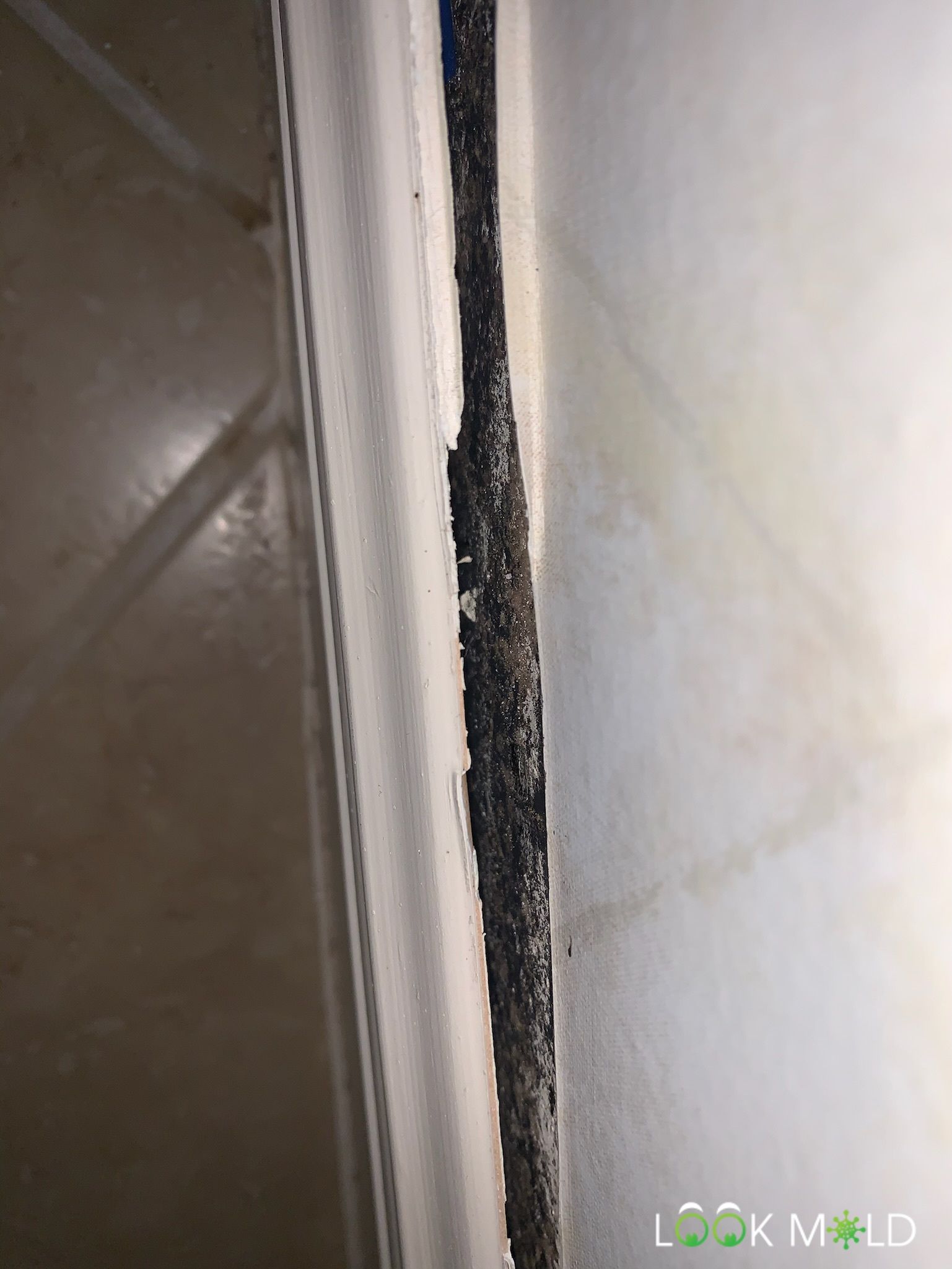 Mold Remediation in Black Mold Type