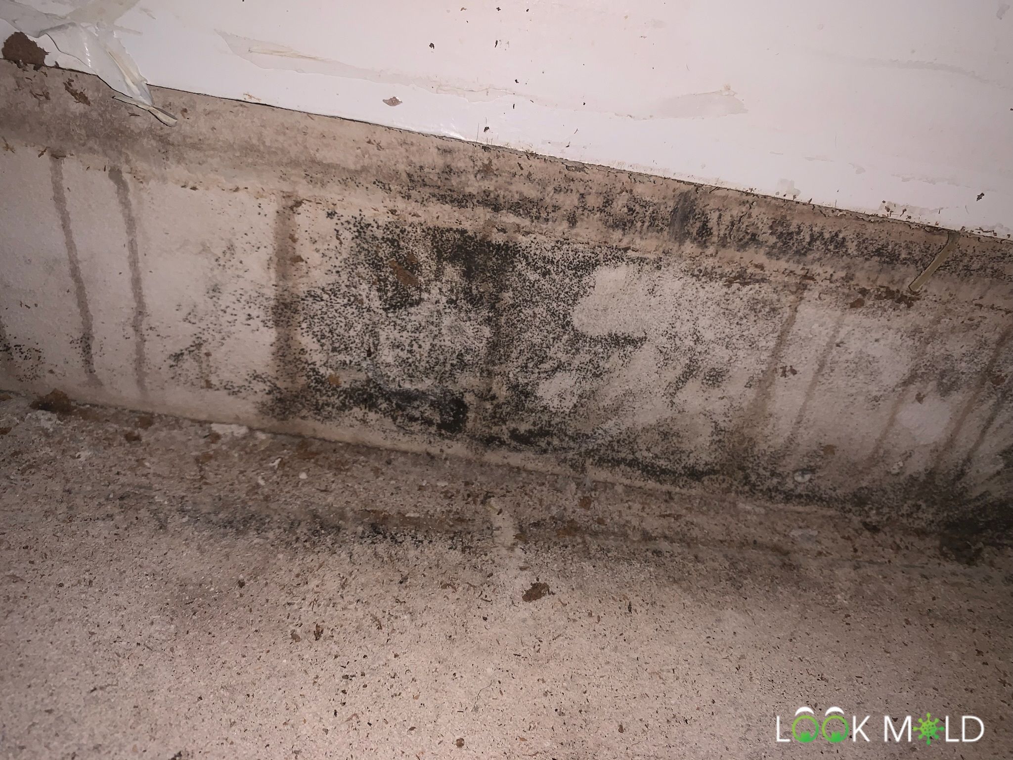 Mold Remediation in Black Mold Type