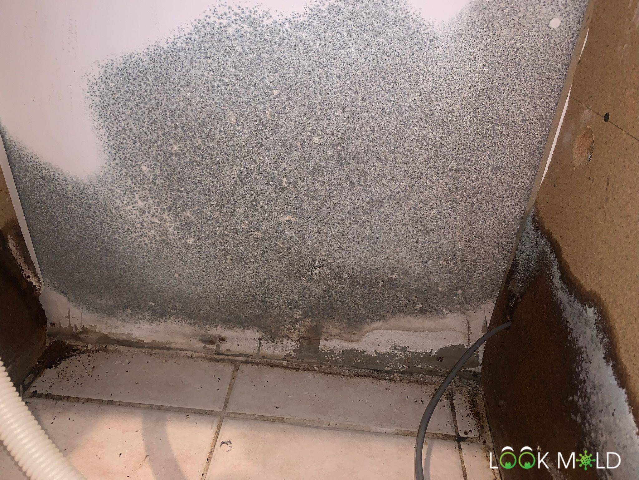 Mold Remediation in Black Mold Type