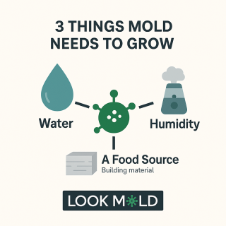 Does Lysol Kill Mold? What It Can (and Can't) Do