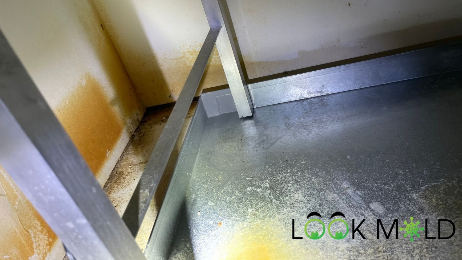 Orange Mold: What It Is, Risks, & How To Remove It Safely