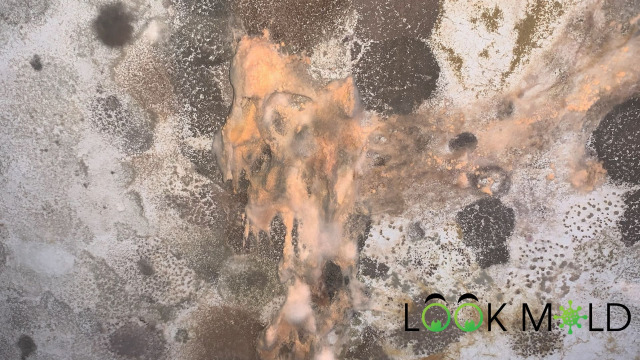 Orange Mold: What It Is, Risks, & How To Remove It Safely