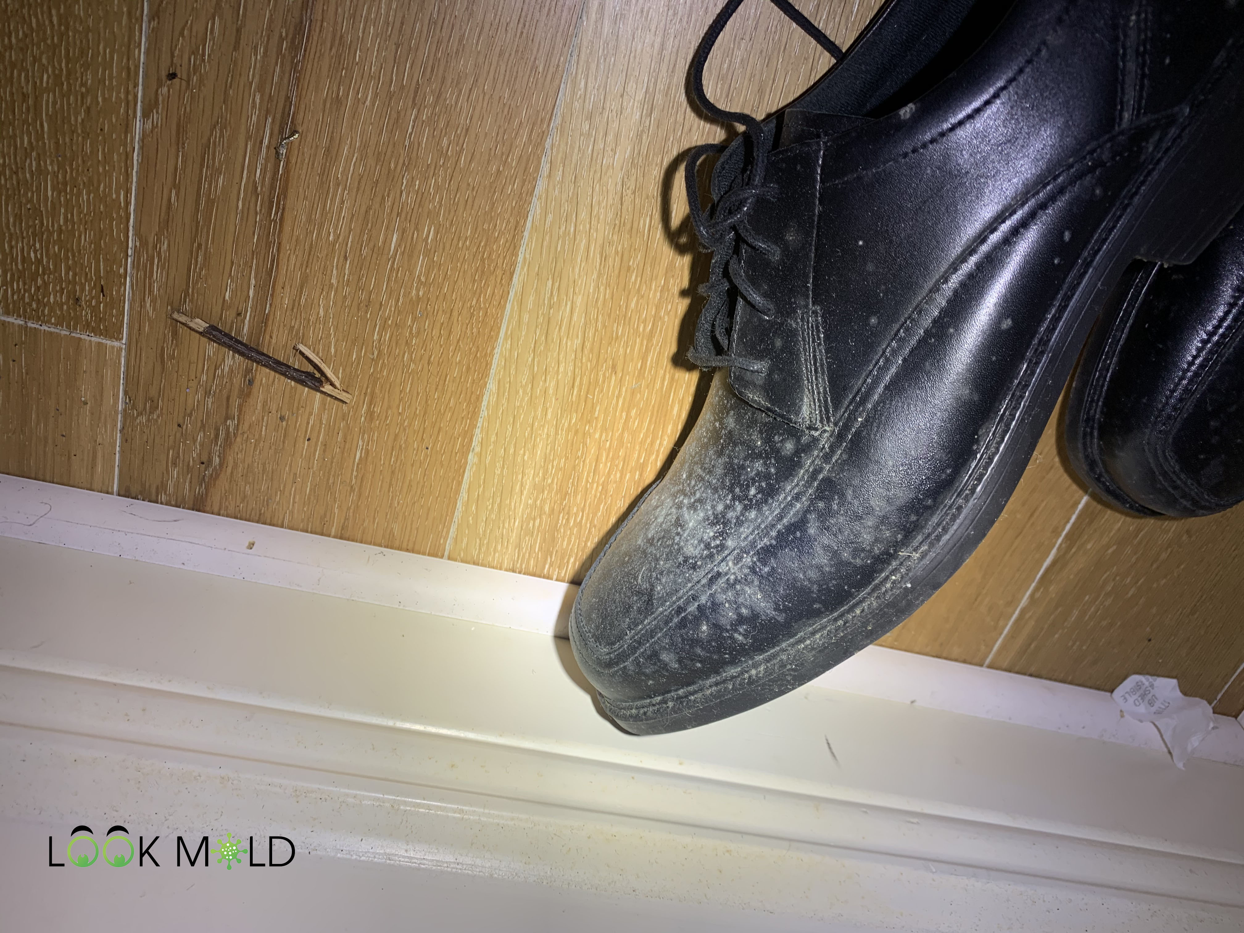 Grey Mold - Is it Dangerous?