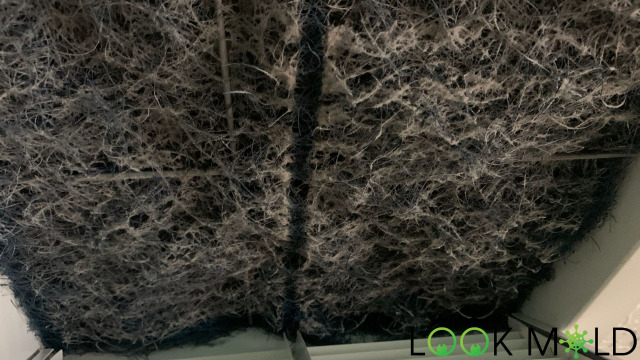 ERMI Mold Test: A Comprehensive Guide to Dust Sampling For Mold | Lookmold