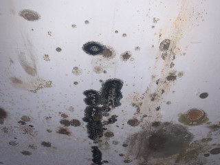 Common Building Materials Mold Grows On | How to Detect and Clean Mold